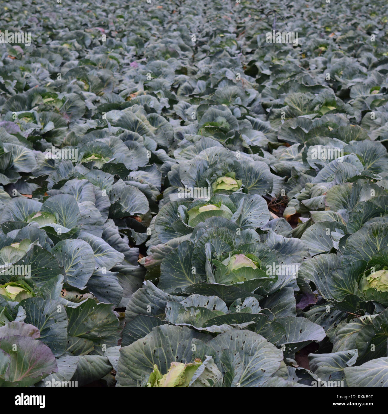 Cabbage field. Cultivation of cabbage in an open ground in the field ...