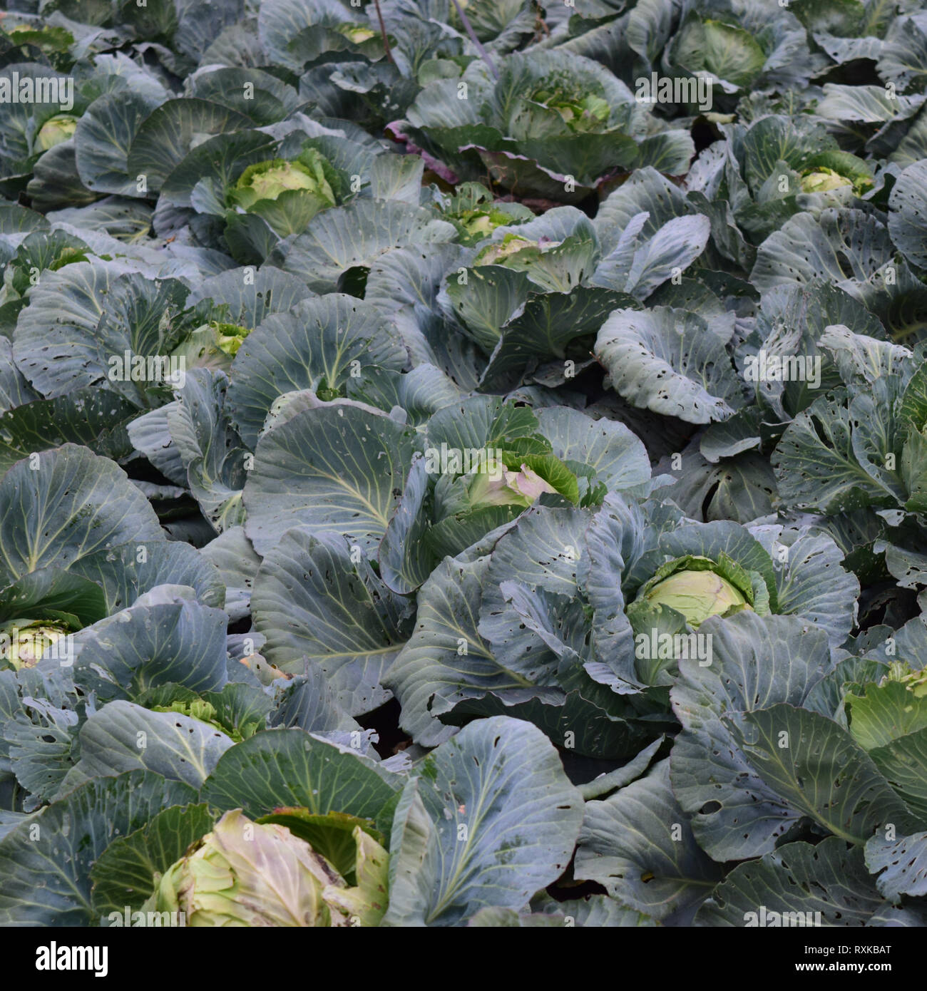 Cabbage field. Cultivation of cabbage in an open ground in the field ...