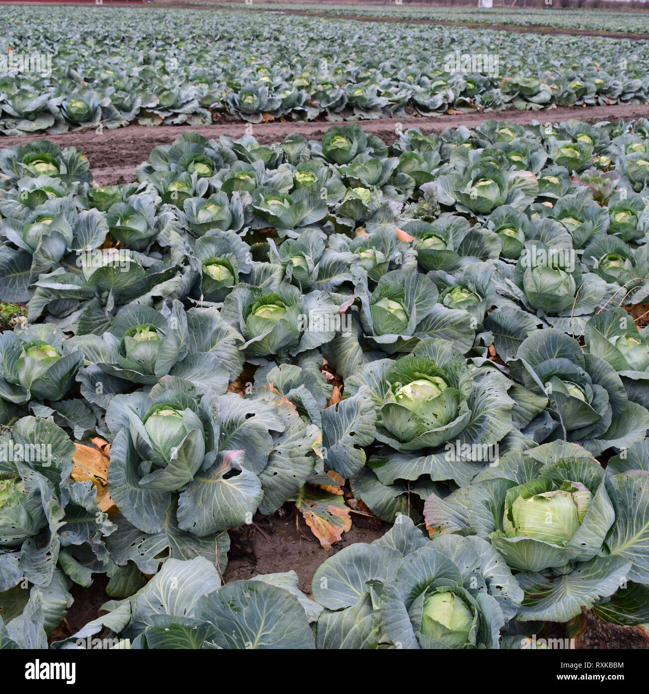 Cabbage field. Cultivation of cabbage in an open ground in the field ...