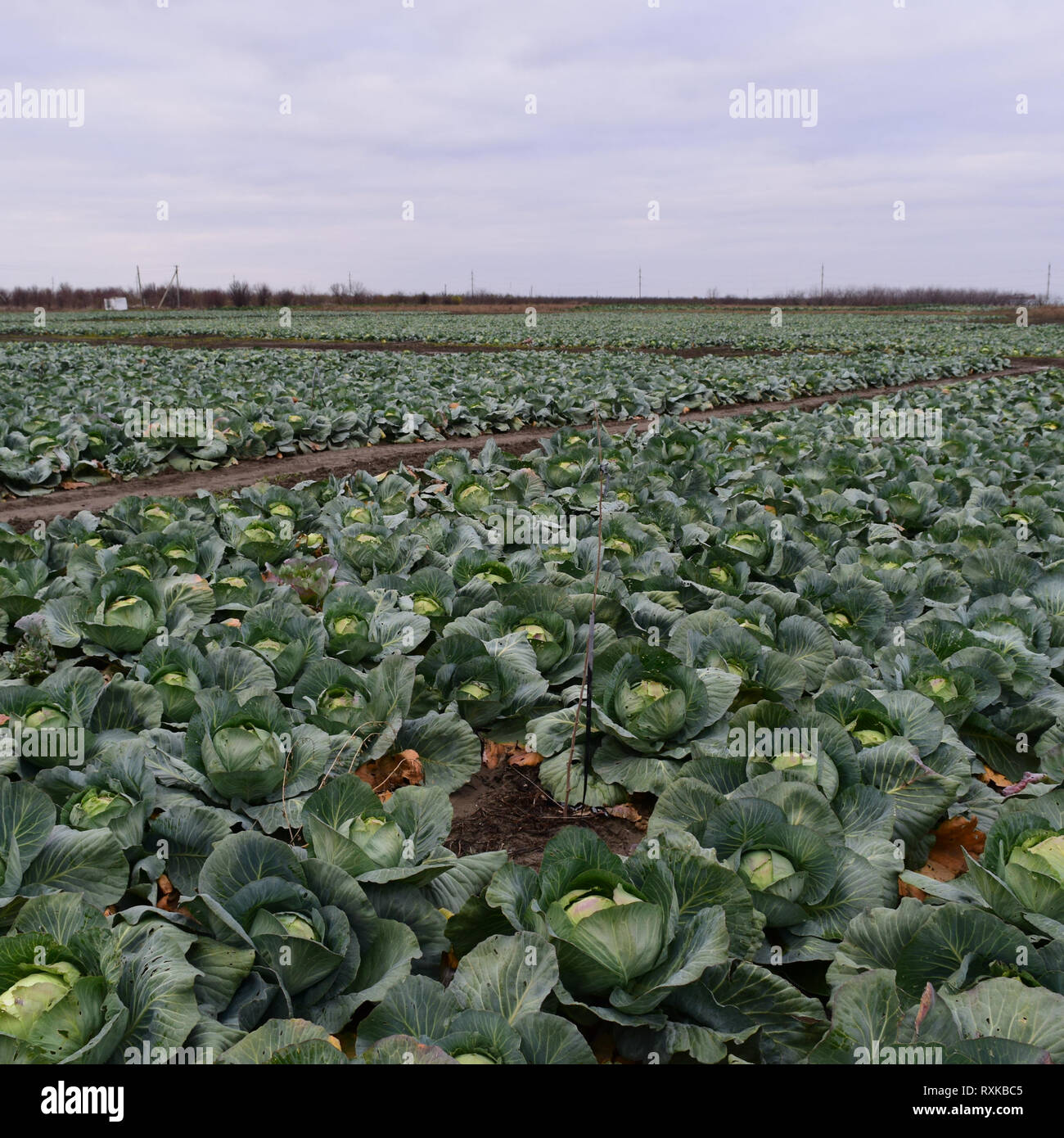 Cabbage field. Cultivation of cabbage in an open ground in the field ...