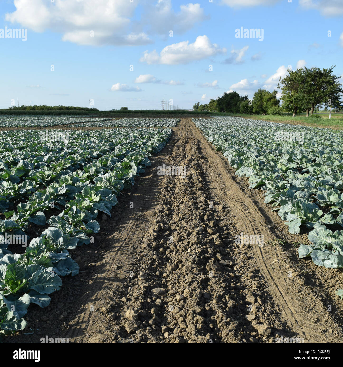 Cabbage field. Cultivation of cabbage in an open ground in the field ...