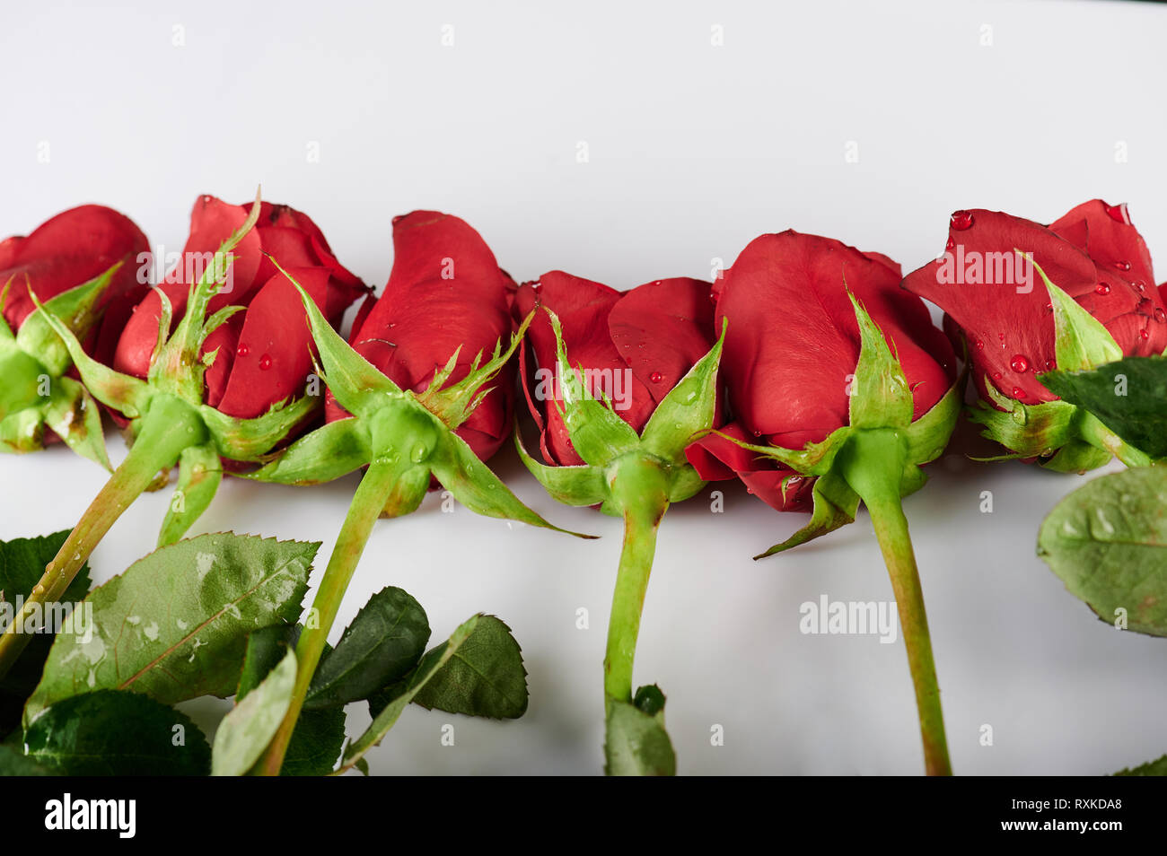 Row of red roses flowers lay isolated on white background Stock Photo ...
