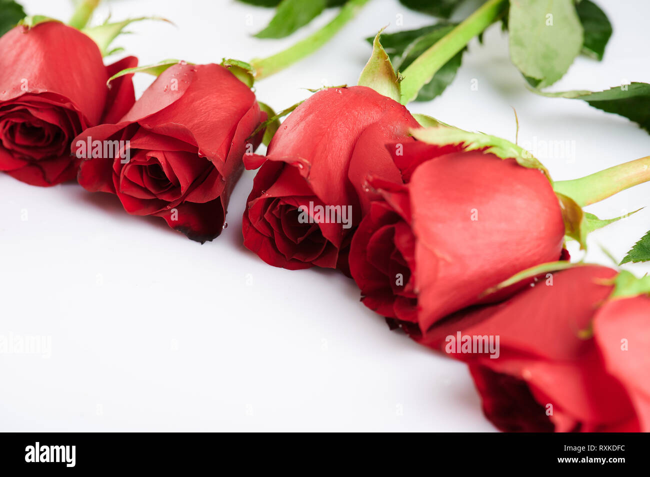 Line of red roses isolated on white background Stock Photo - Alamy