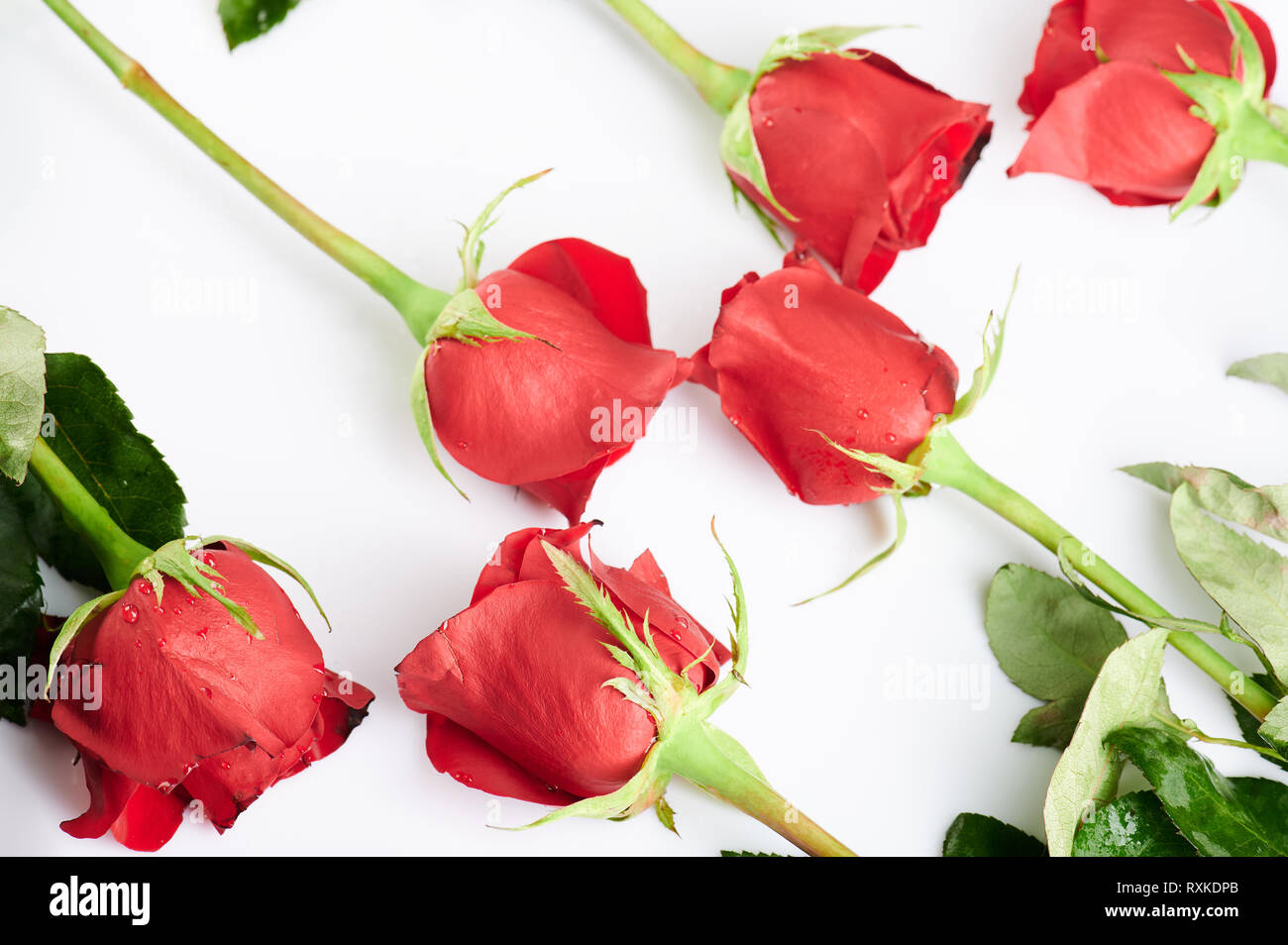 Pattern of red roses isolated on white background Stock Photo - Alamy