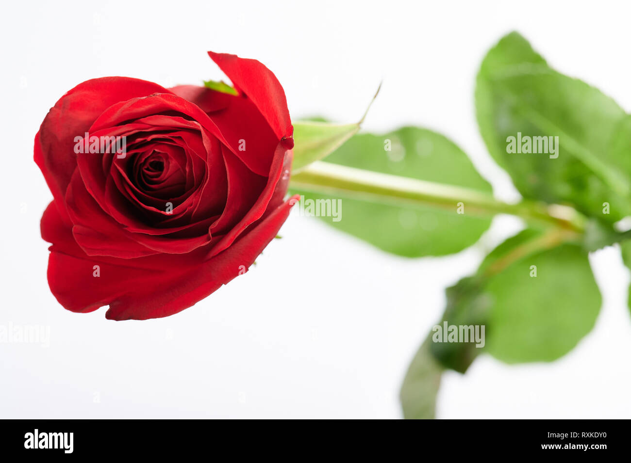 Red rose above view close up isolated on white background Stock Photo ...