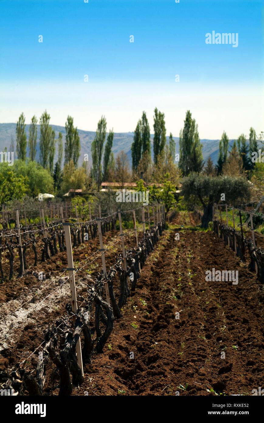 The vines at Massaya in the Bekaa Valley in Lebanon Stock Photo - Alamy