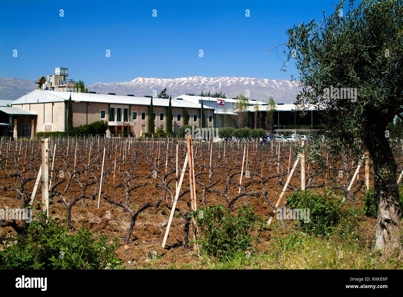 Massaya's tasting hall in the Bekaa Valley in Lebanon Stock Photo - Alamy