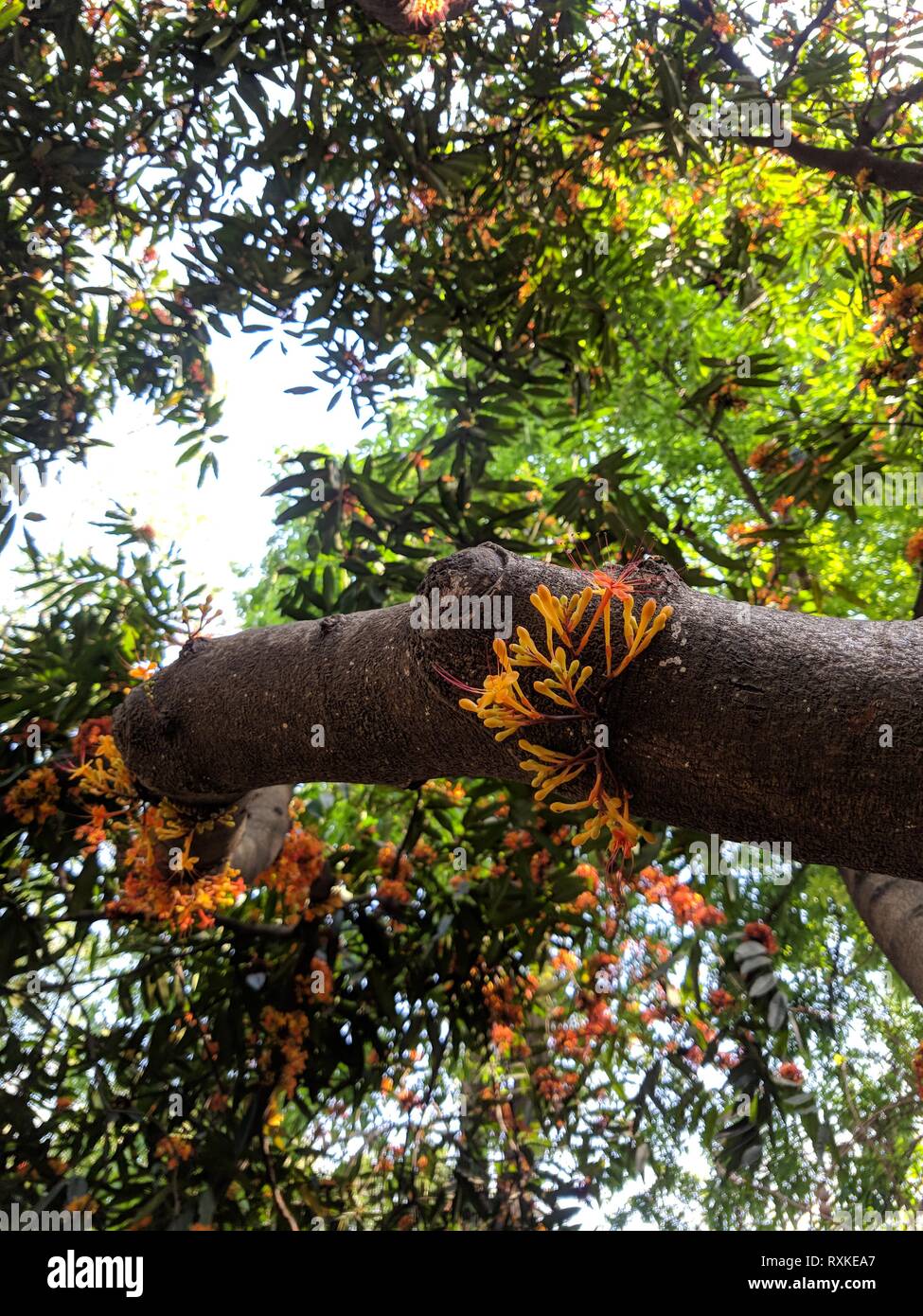 Do saraka hi-res stock photography and images - Alamy