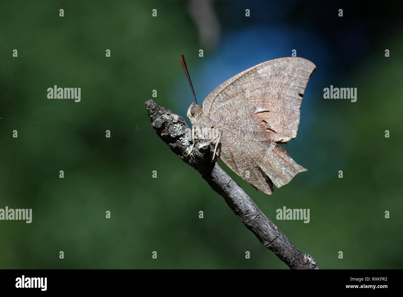 Nymphalidae leafwing butterfly insect hi-res stock photography and ...