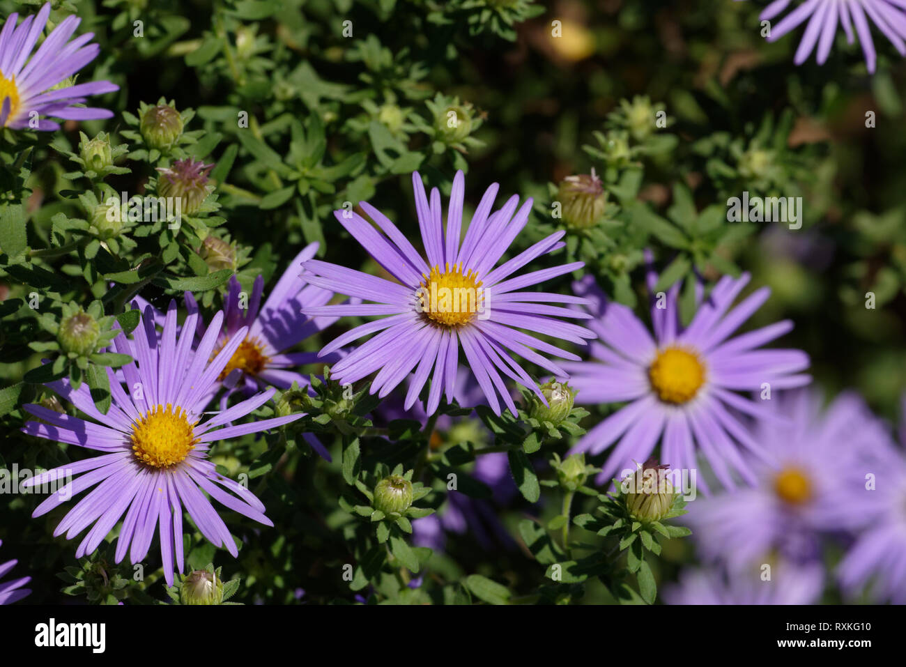 Aromatic aster hi-res stock photography and images - Alamy