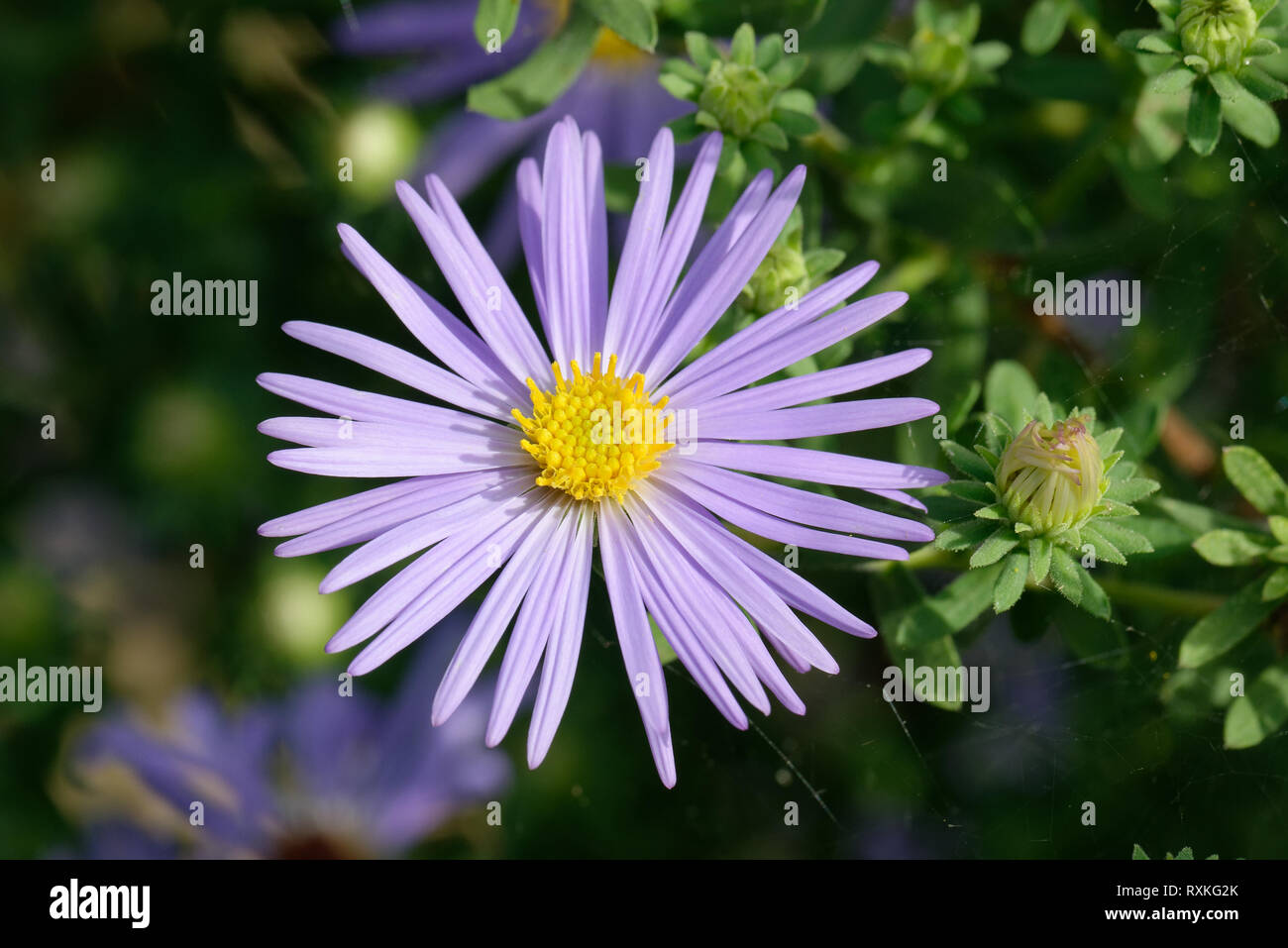 Symphyotrichum Oblongifolium High Resolution Stock Photography and ...