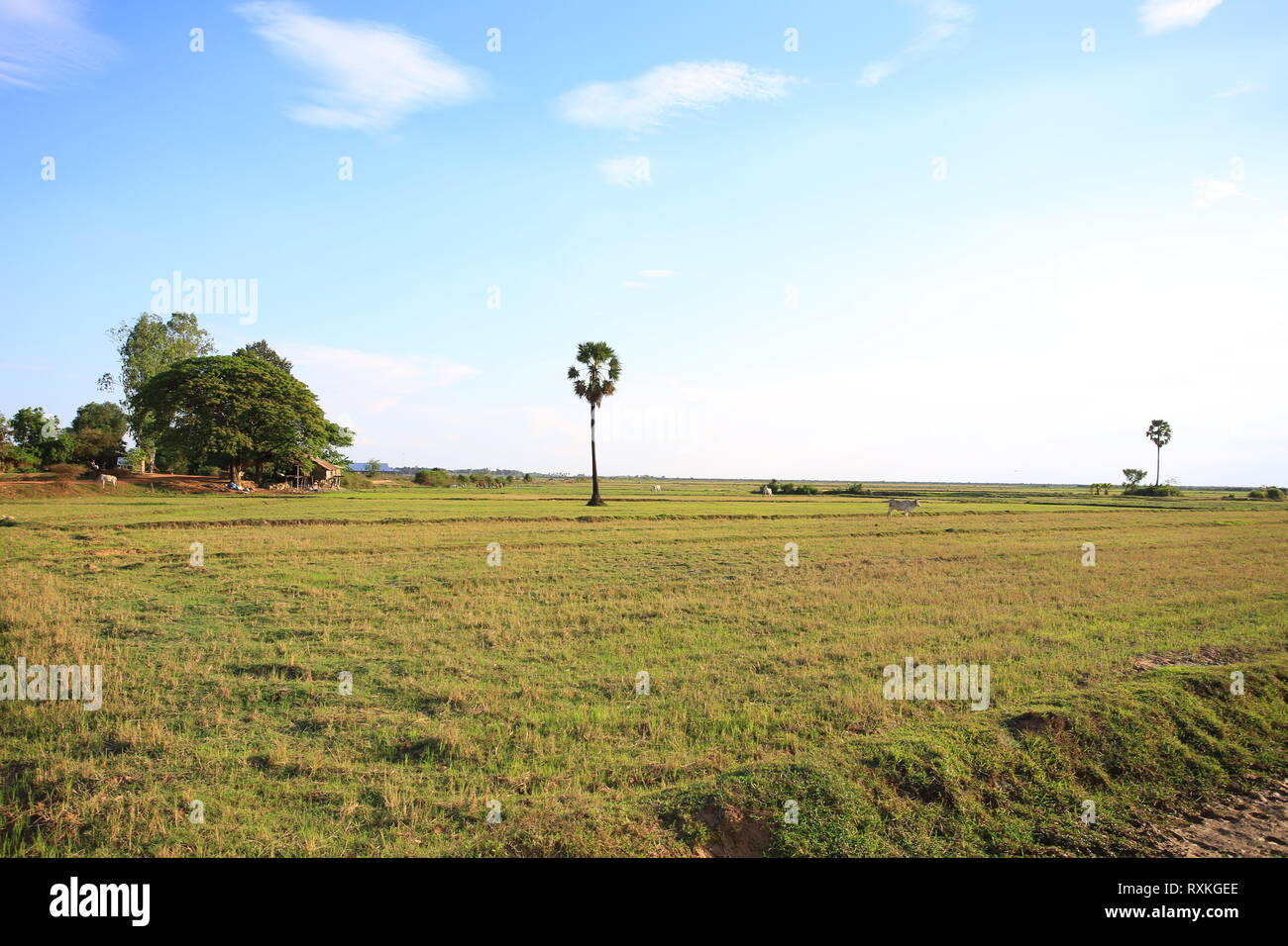 agriculture landscape in cambodia Stock Photo - Alamy