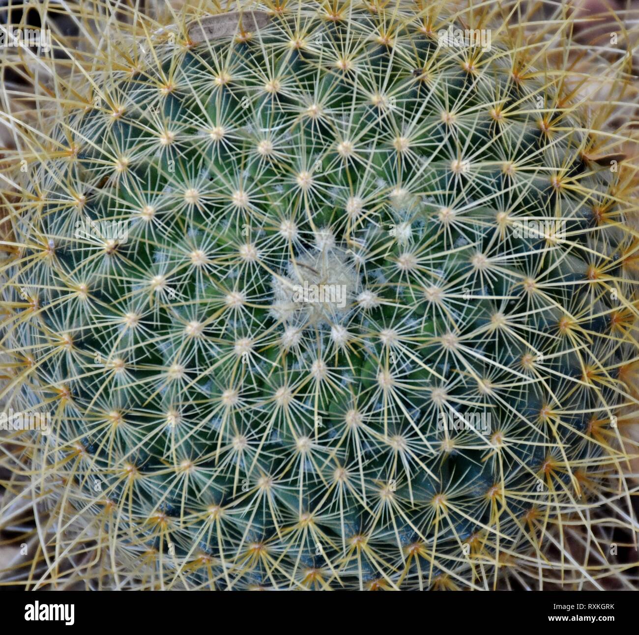 Close-up photograph of the patterns and thorns of a cactus plant in the ...