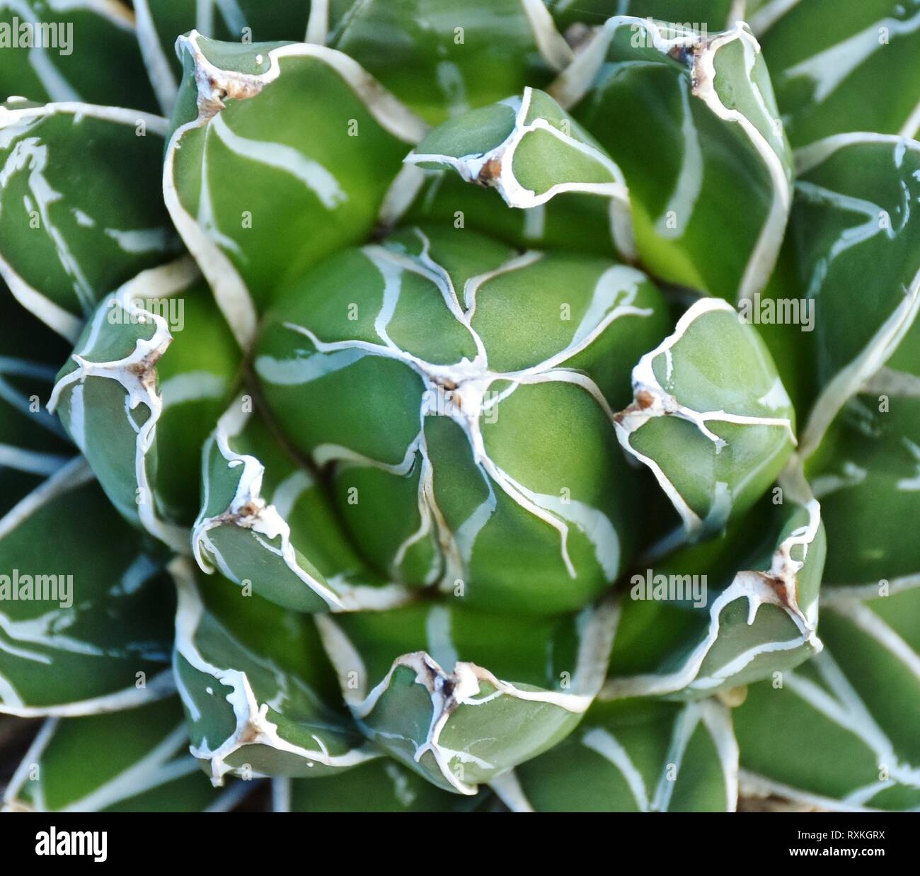 Close-up photograph of the patterns and thorns of a cactus plant in the ...