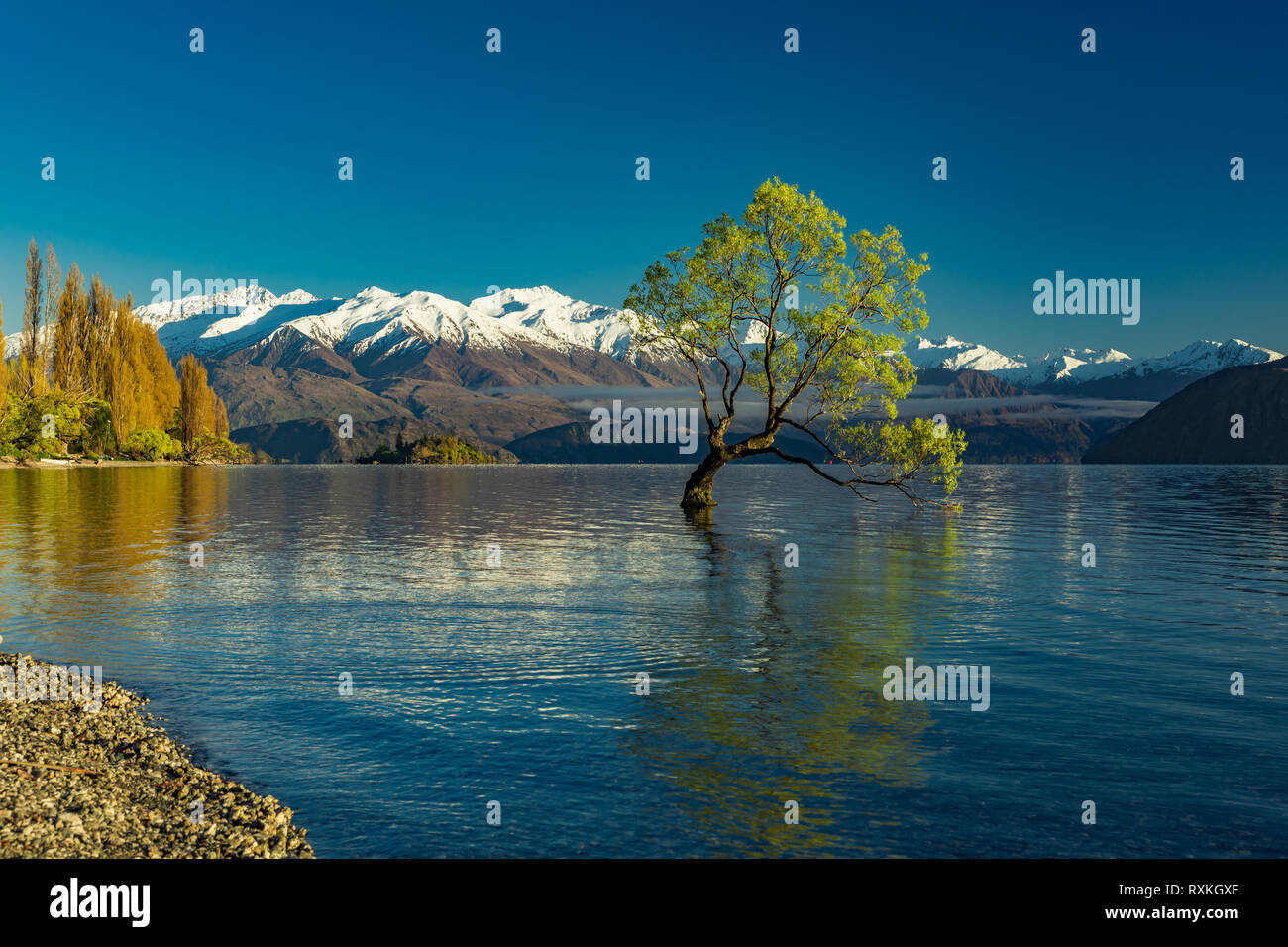 The famous Lonely tree of Lake Wanaka and snowy Buchanan Peaks, South ...