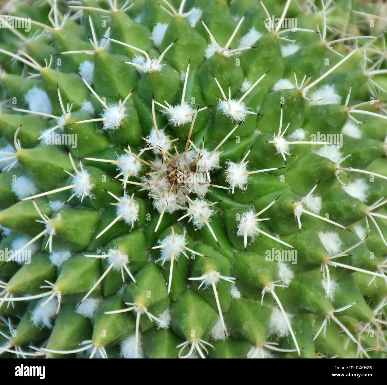Close-up photograph of the patterns and thorns of a cactus plant in the ...