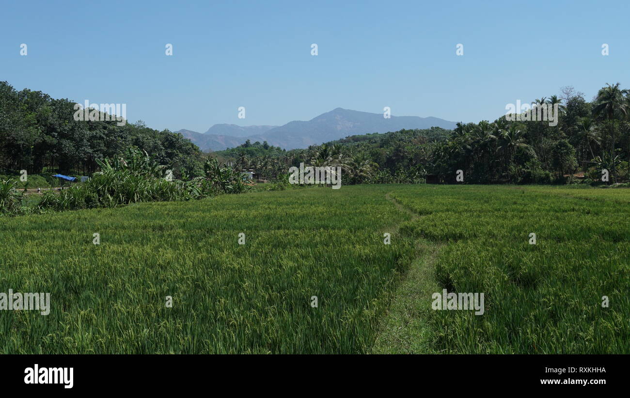 Paddy field in kerala hi-res stock photography and images - Alamy