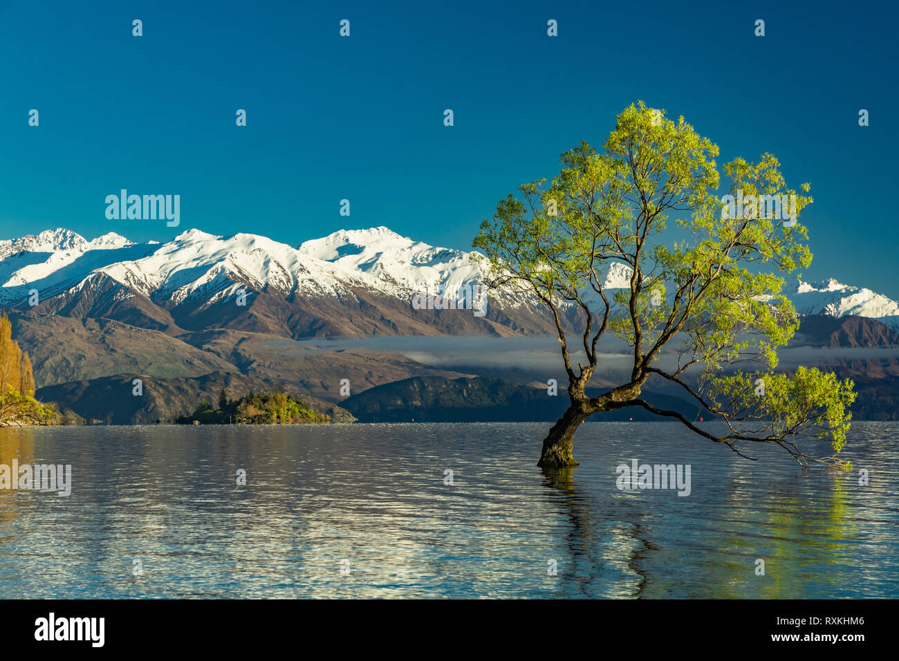 The famous Lonely tree of Lake Wanaka and snowy Buchanan Peaks, South ...