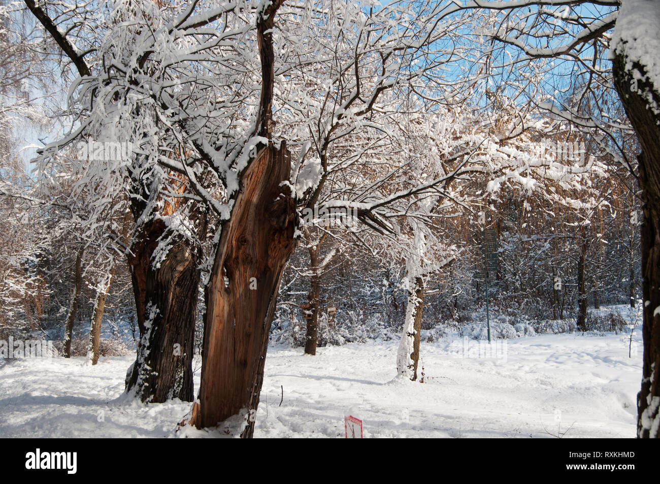 Winter landscape with a park after snowstorm Stock Photo - Alamy