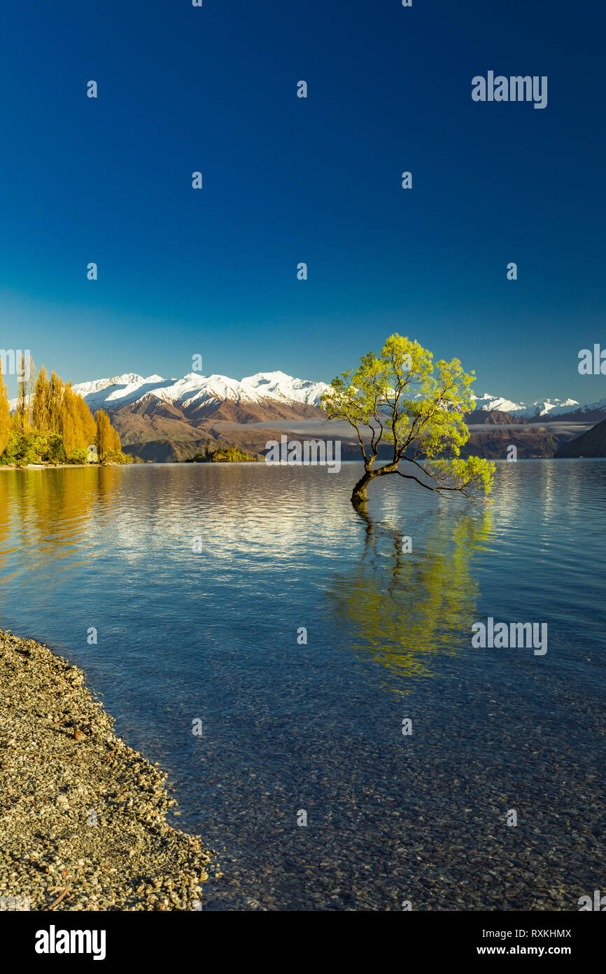 The famous Lonely tree of Lake Wanaka and snowy Buchanan Peaks, South ...