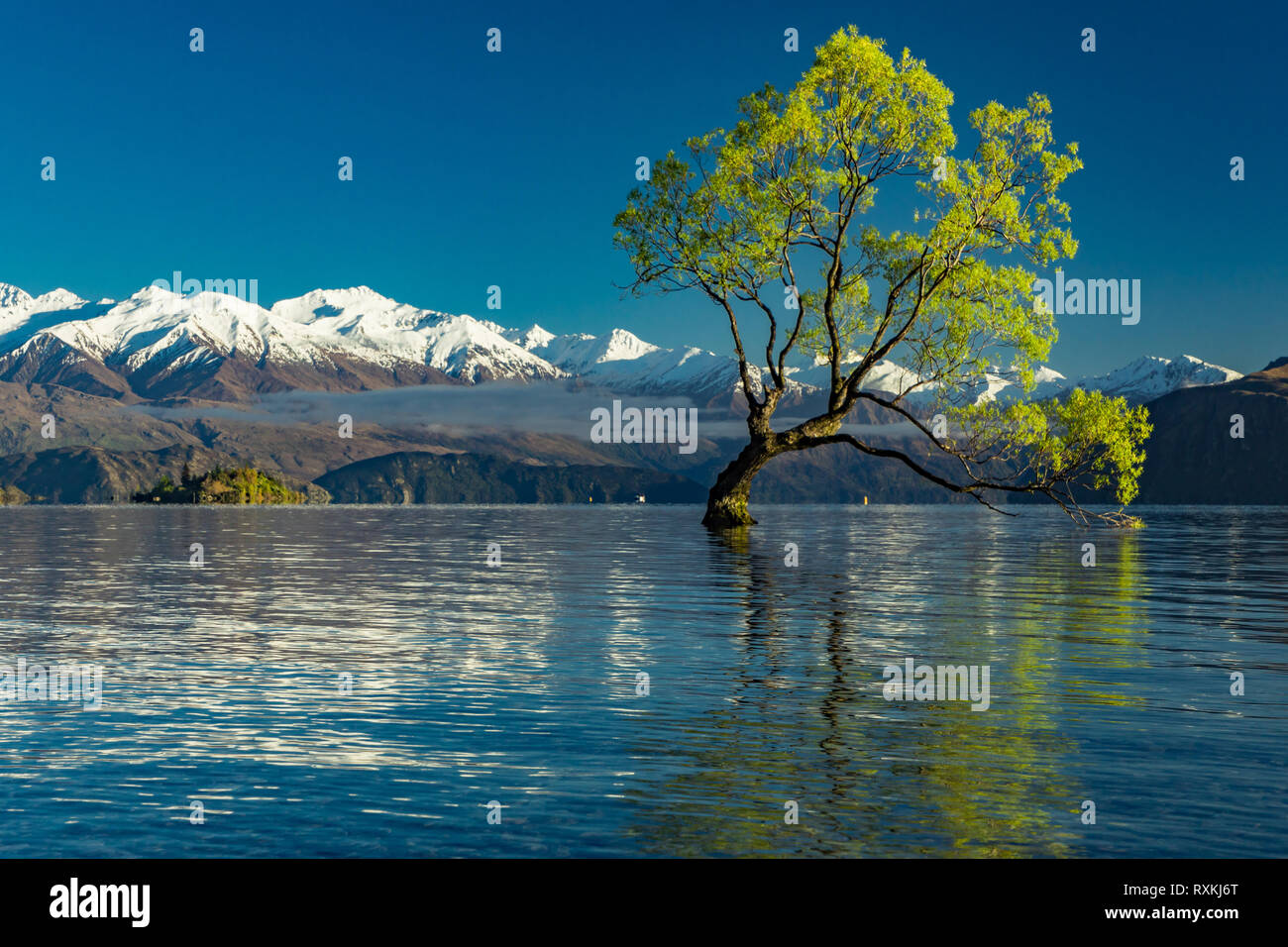The famous Lonely tree of Lake Wanaka and snowy Buchanan Peaks, South ...