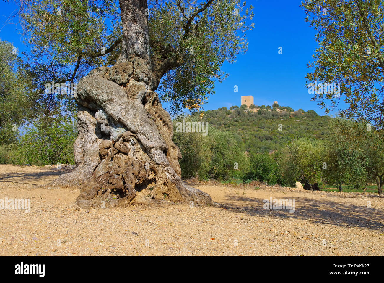 Olive tree spain hi-res stock photography and images - Alamy