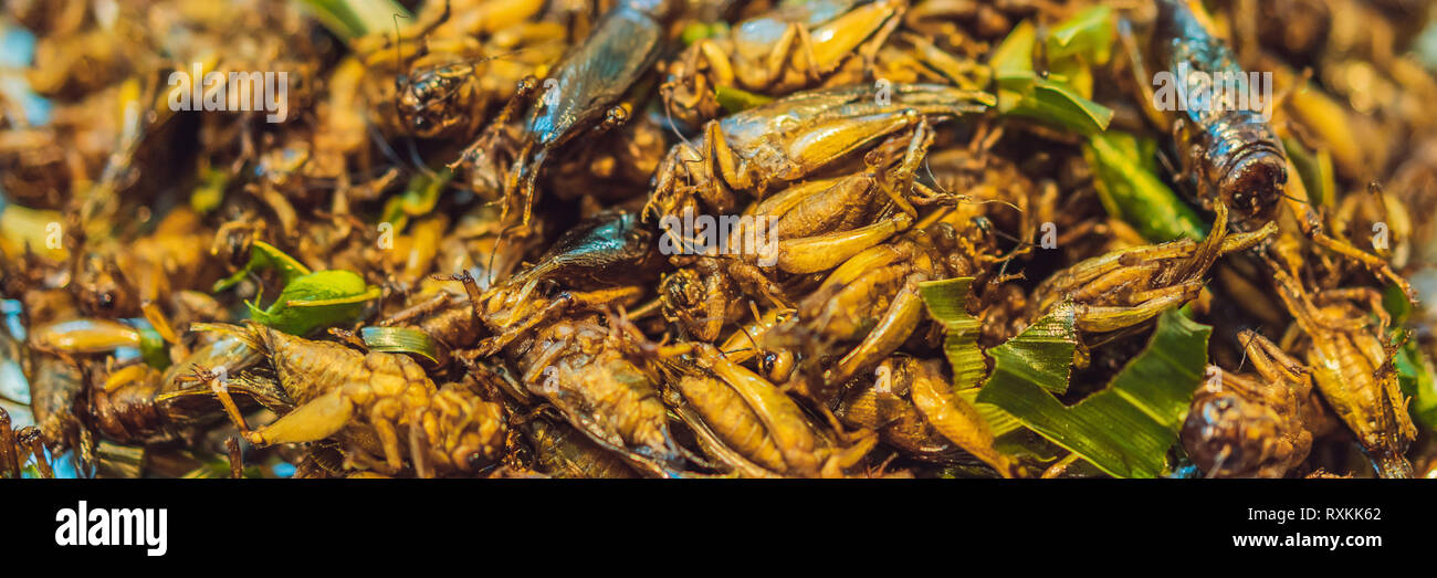 Fried insects, Bugs fried on Street food in thailand. BANNER, LONG ...