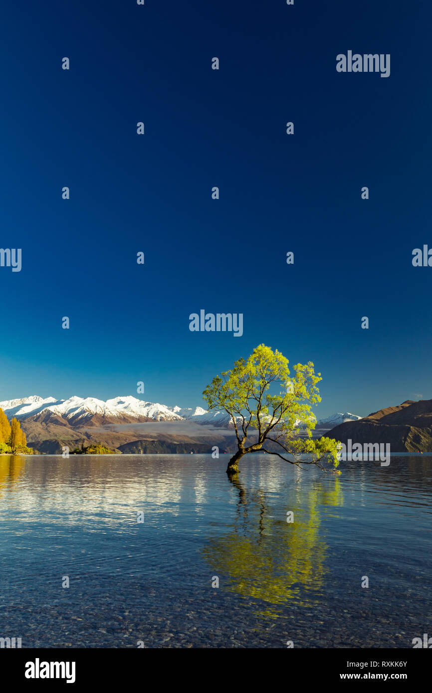 The famous Lonely tree of Lake Wanaka and snowy Buchanan Peaks, South ...
