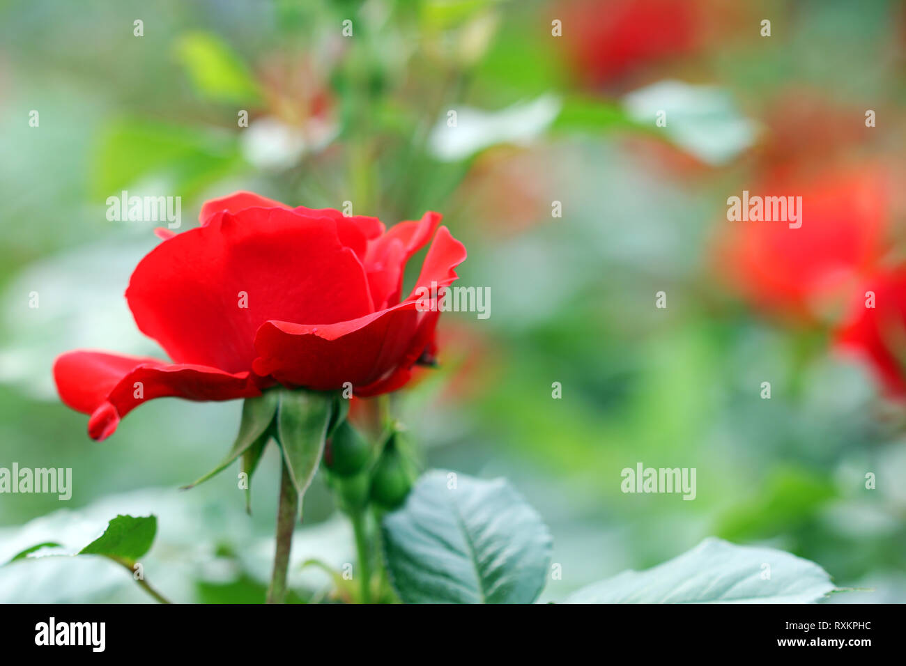 red roses flower garden in spring Stock Photo - Alamy