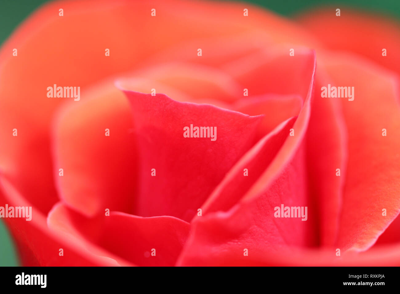 Detail spring hi-res stock photography and images - Alamy