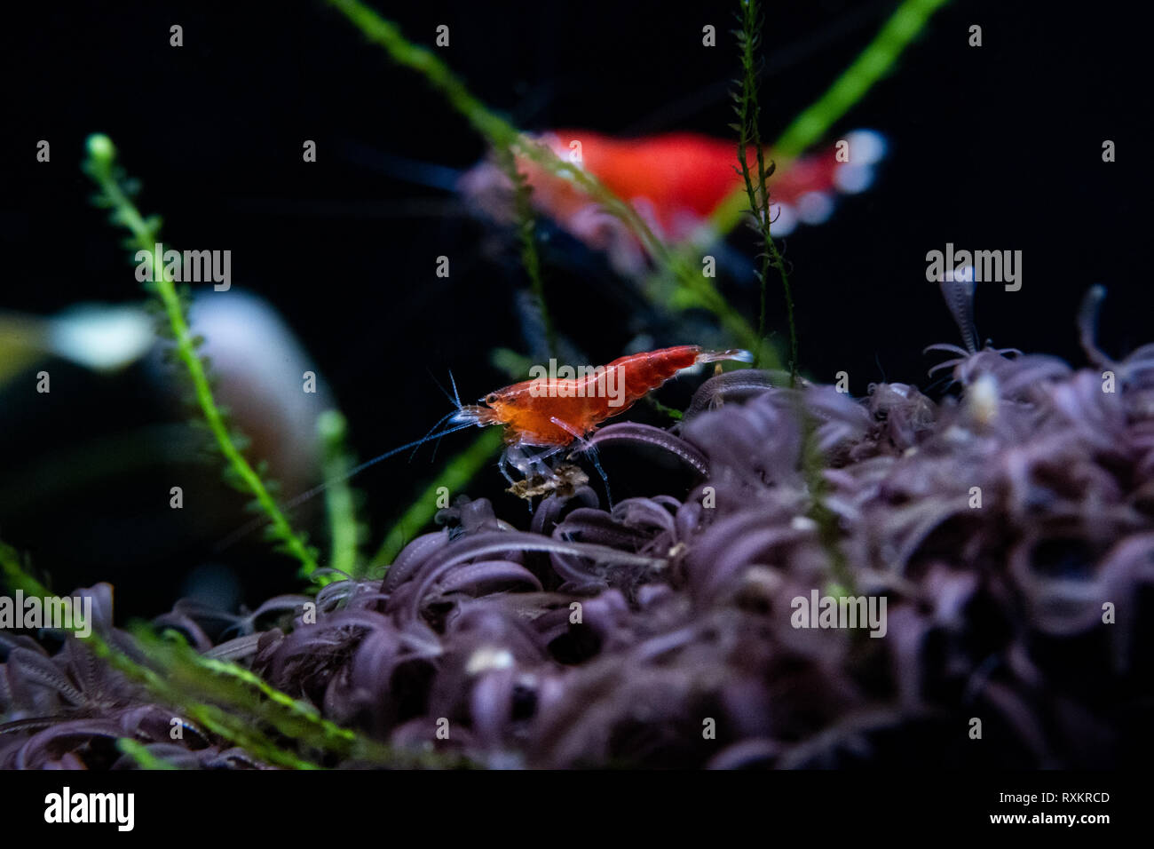Caridina shrimp in aquarium Stock Photo - Alamy