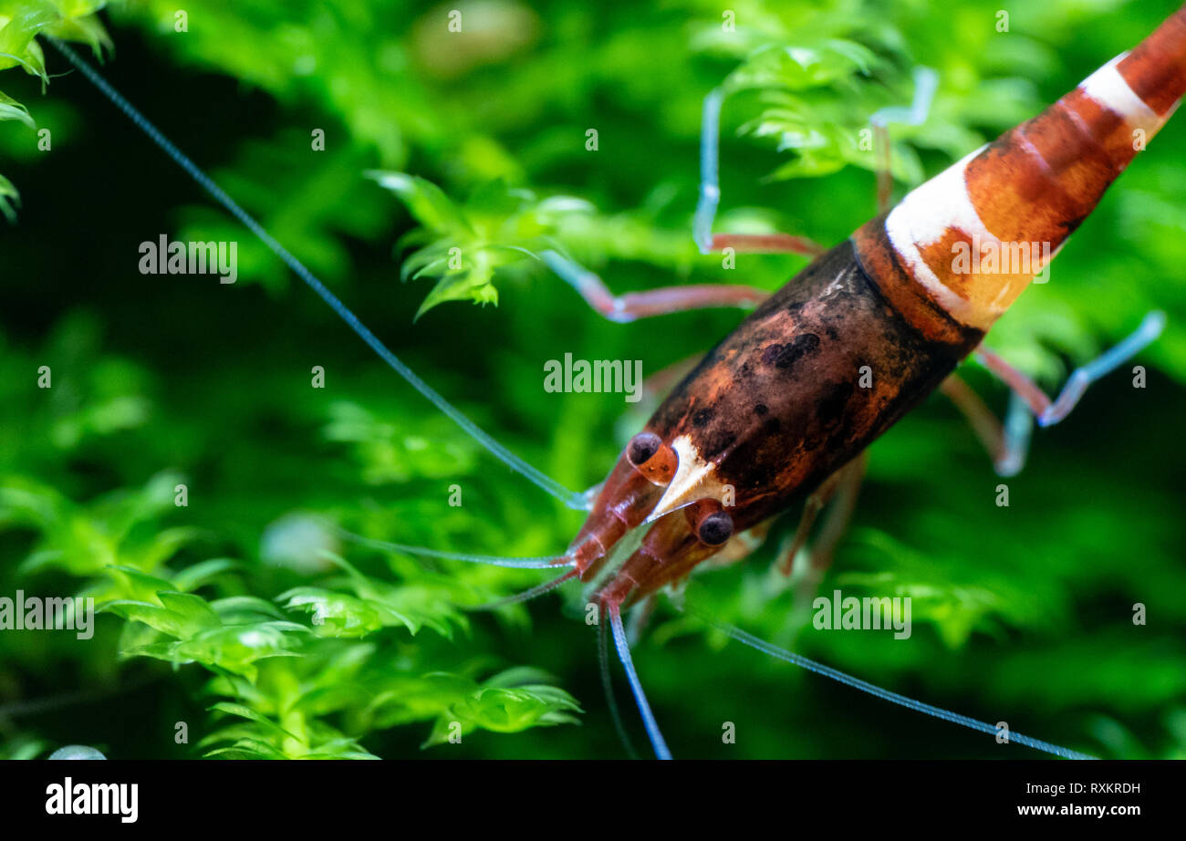 Invertebraes hi-res stock photography and images - Alamy