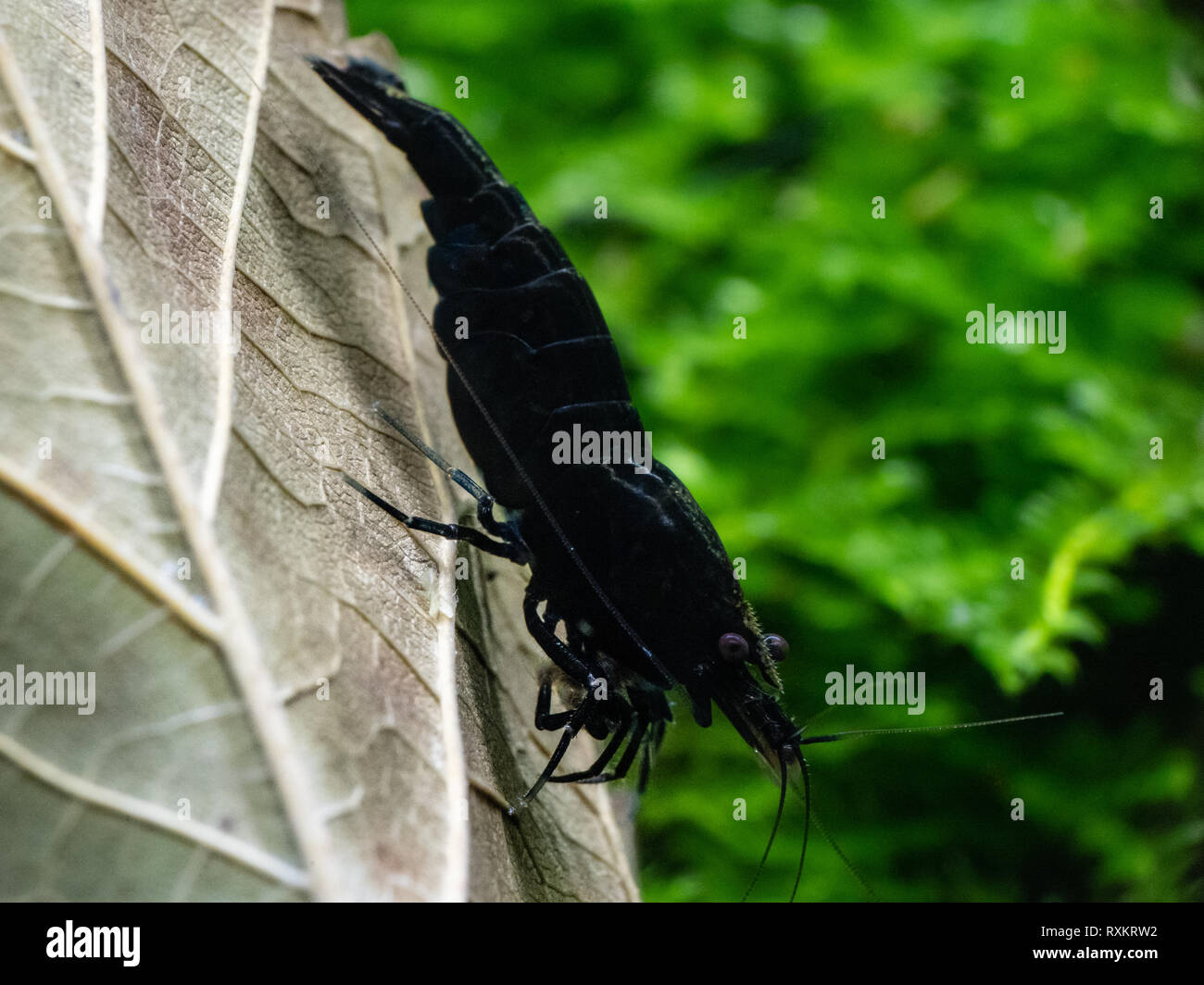 Caridina shrimp in aquarium Stock Photo - Alamy