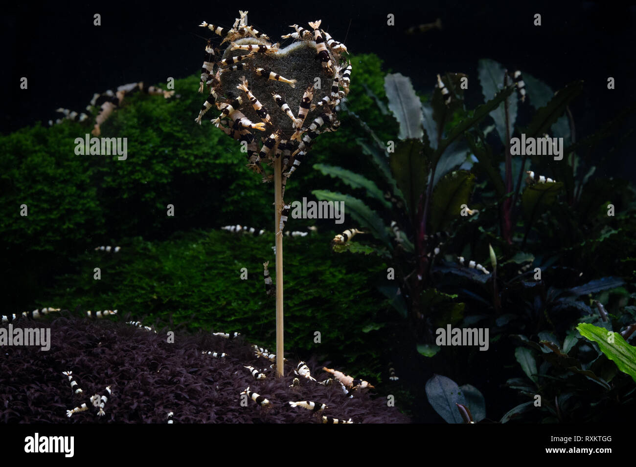 Pbl High Resolution Stock Photography and Images - Alamy