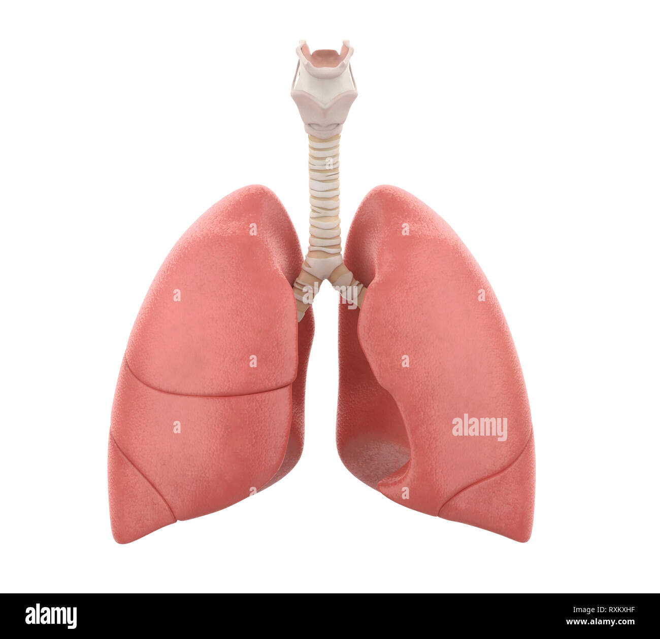 Lungs anatomy hi-res stock photography and images - Alamy