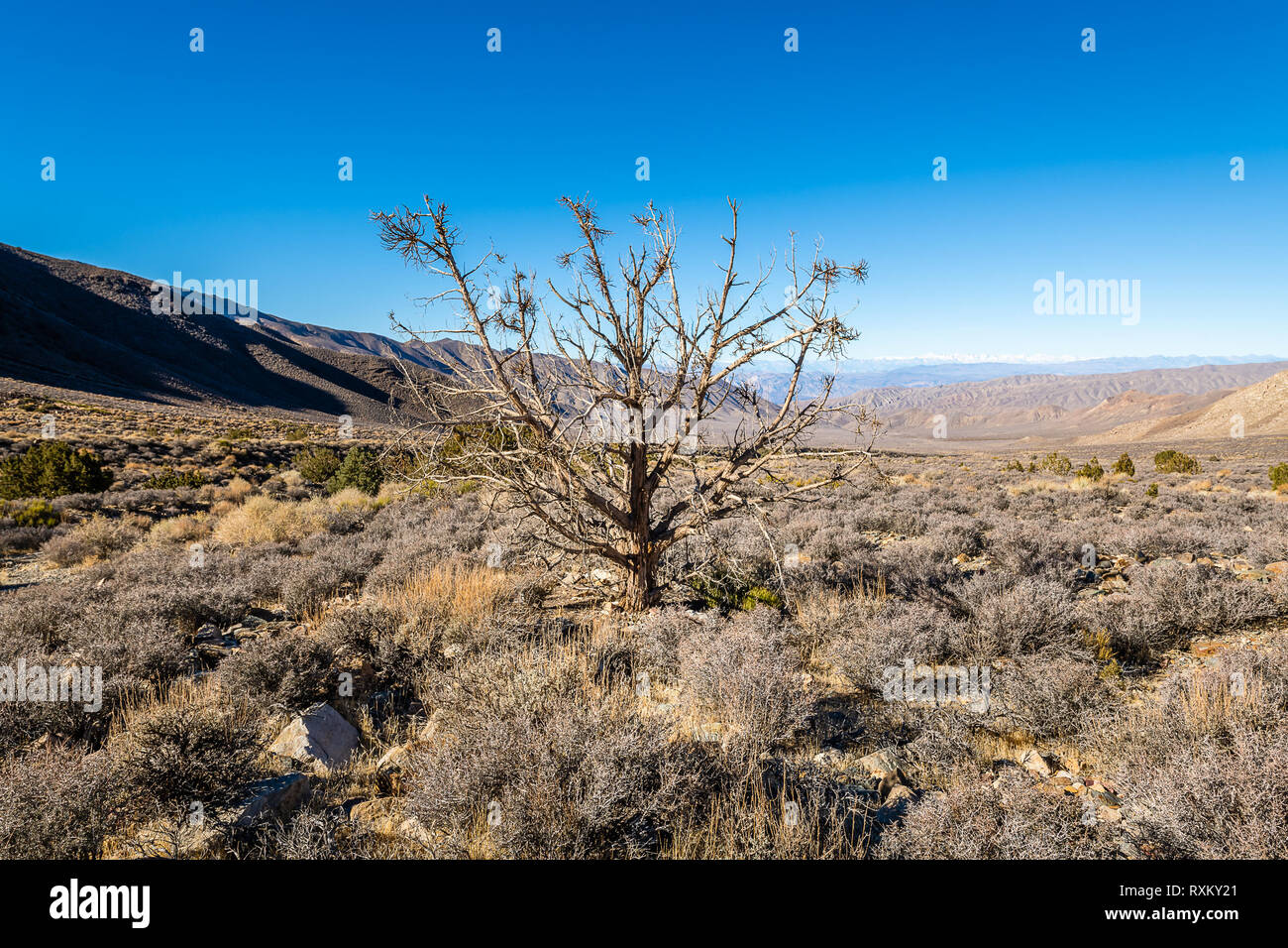 Desert death valley hi-res stock photography and images - Alamy
