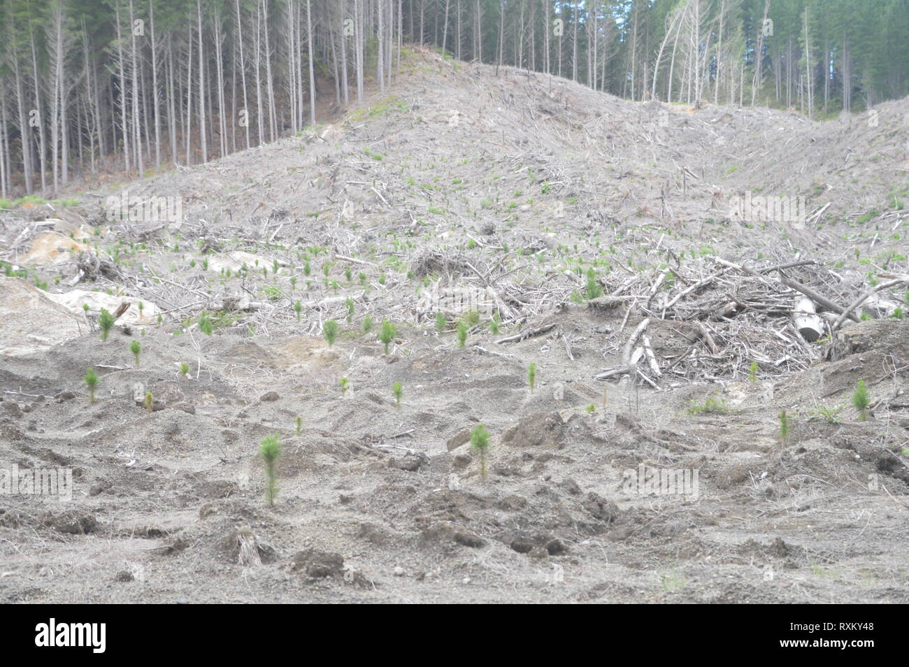 different ways of reforesting and keeping the natural resources Stock ...