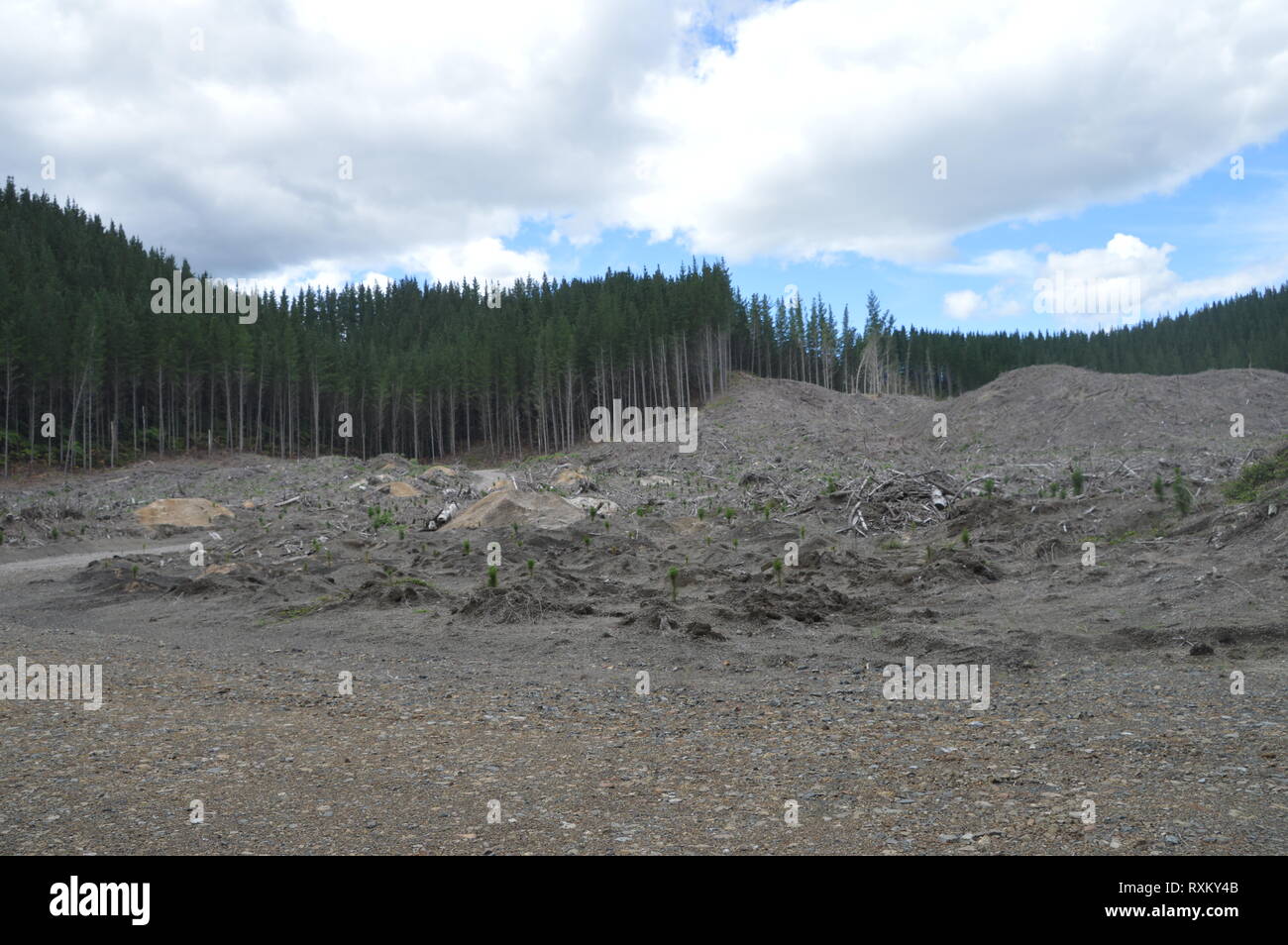 different ways of reforesting and keeping the natural resources Stock ...