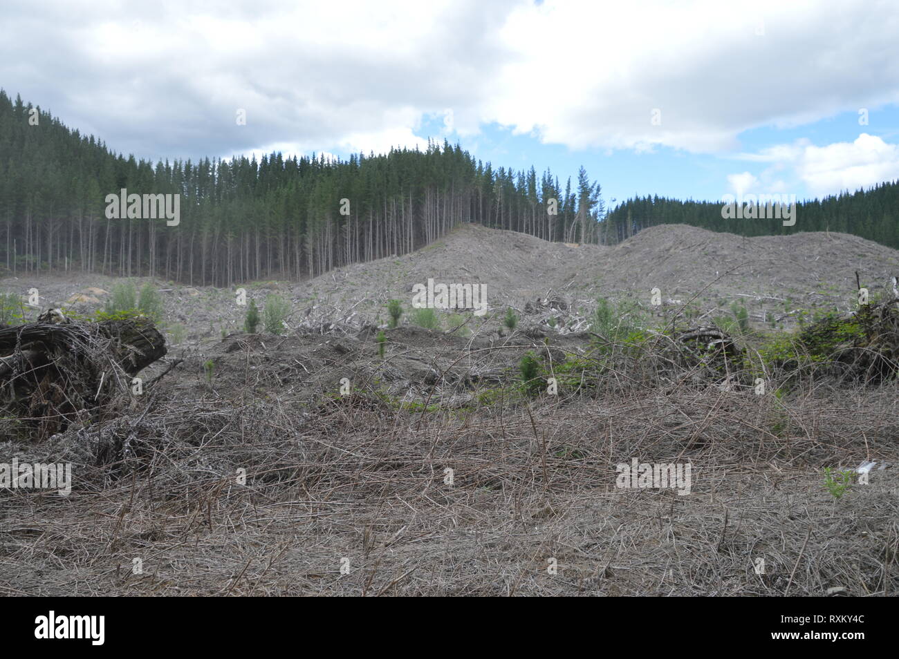 different ways of reforesting and keeping the natural resources Stock ...