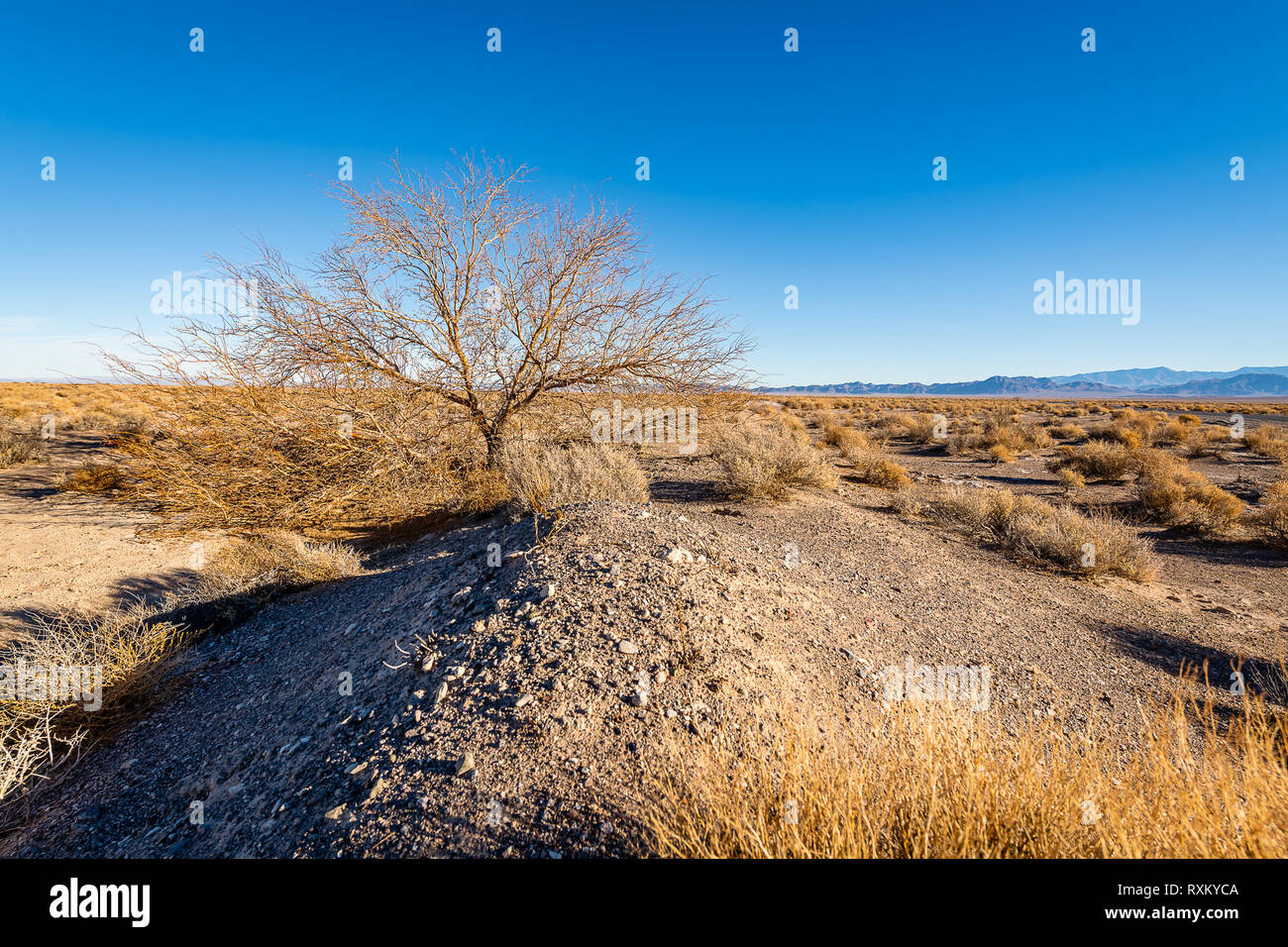 Nevada state tree hi-res stock photography and images - Alamy