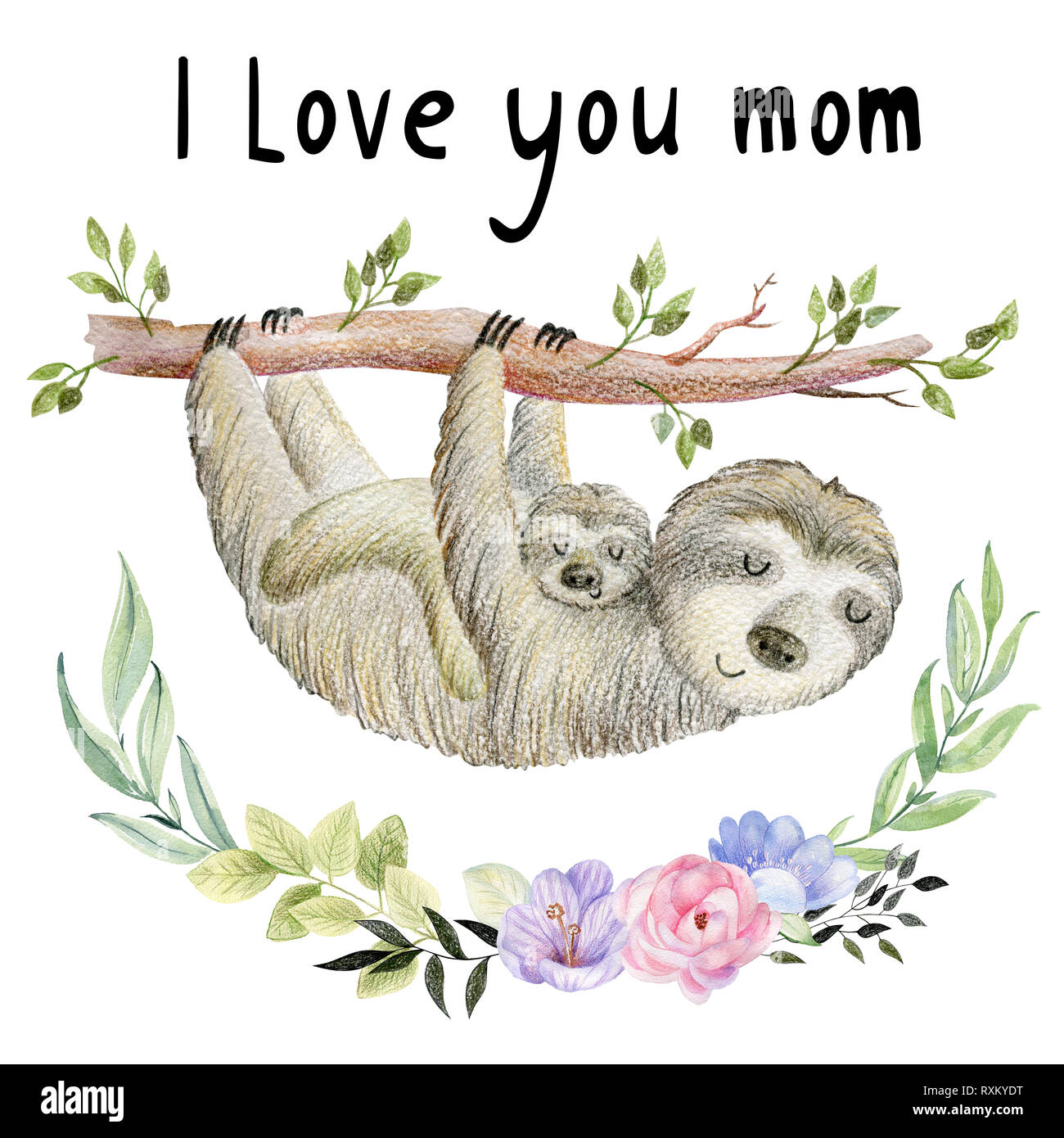 Mother Sloth With Her Baby High Resolution Stock Photography and Images ...