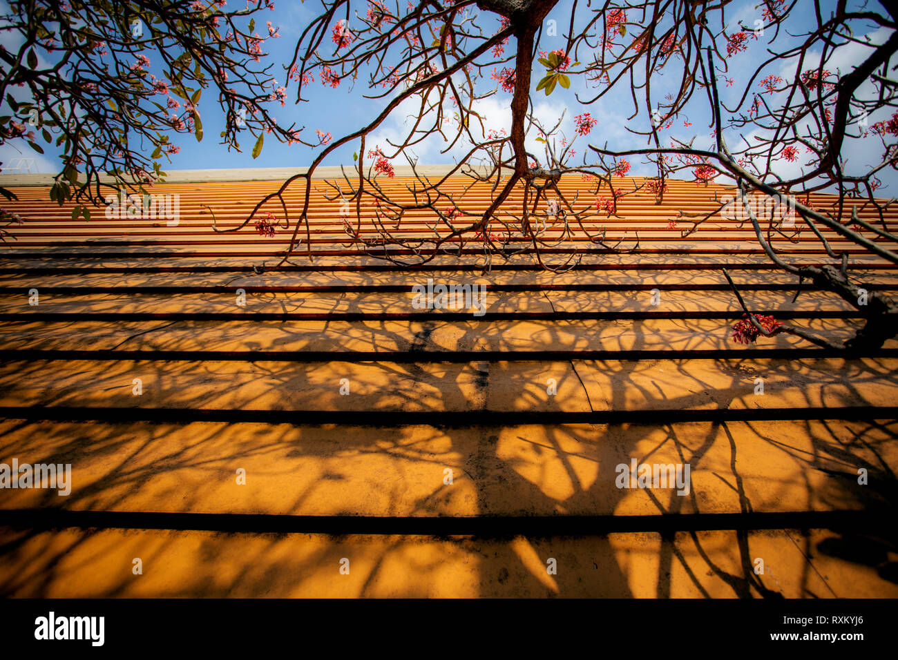 beautiful light and shadow with blooming of frangipani flower over ...