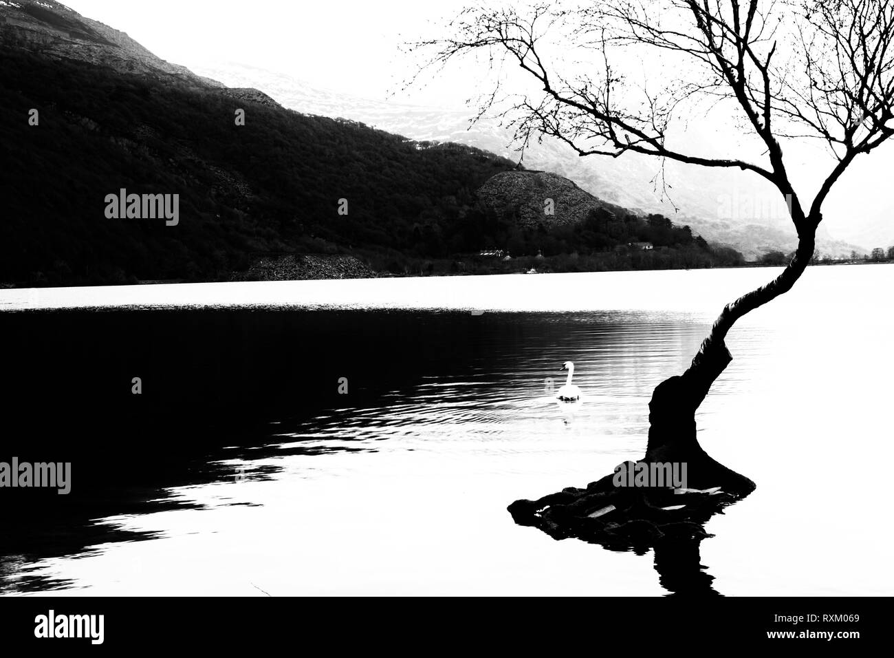 The Lonely Tree - Llanberis North Wales Stock Photo - Alamy