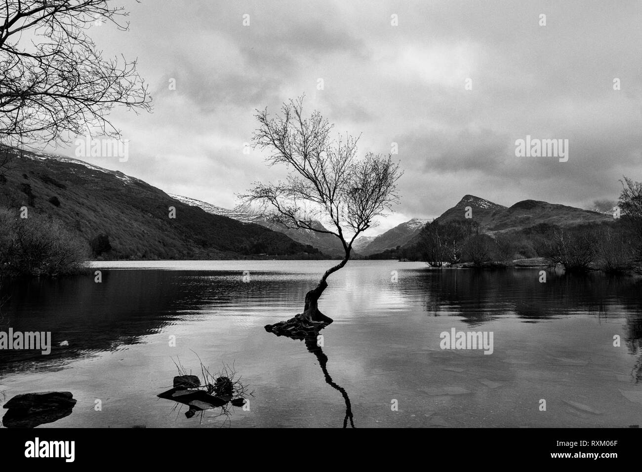 The lonely tree llanberis hi-res stock photography and images - Alamy