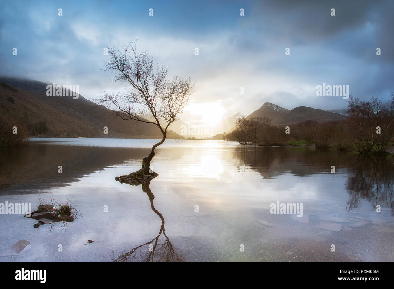 The Lonely Tree - Llanberis North Wales Stock Photo - Alamy