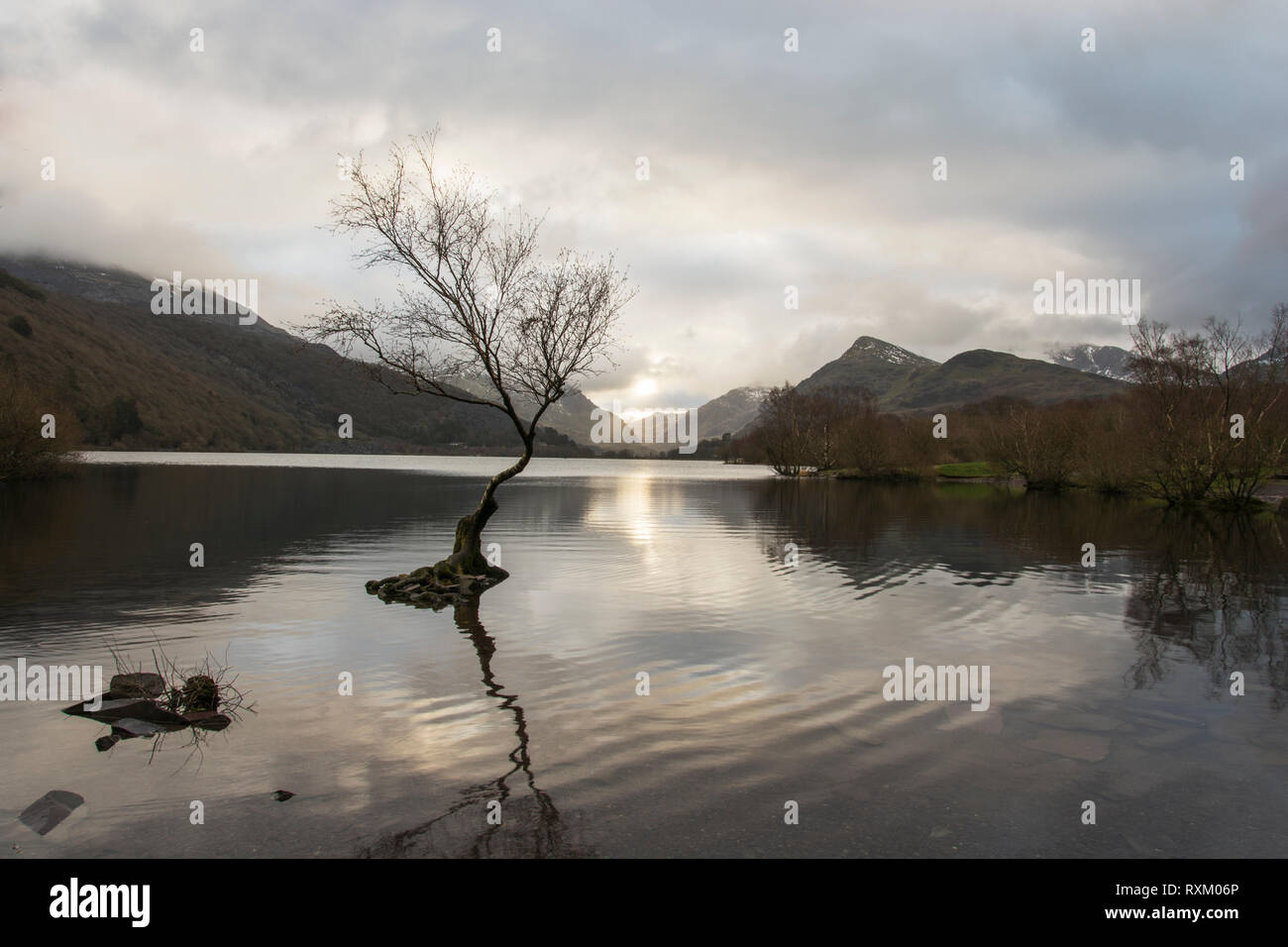 The Lonely Tree - Llanberis North Wales Stock Photo - Alamy