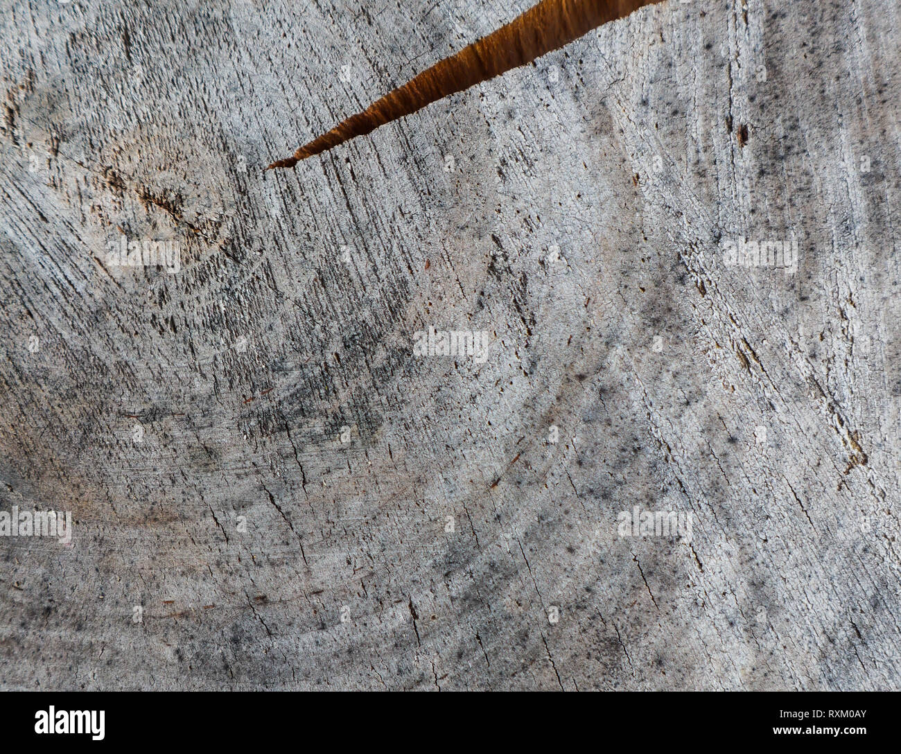 Transverse section tree hi-res stock photography and images - Alamy