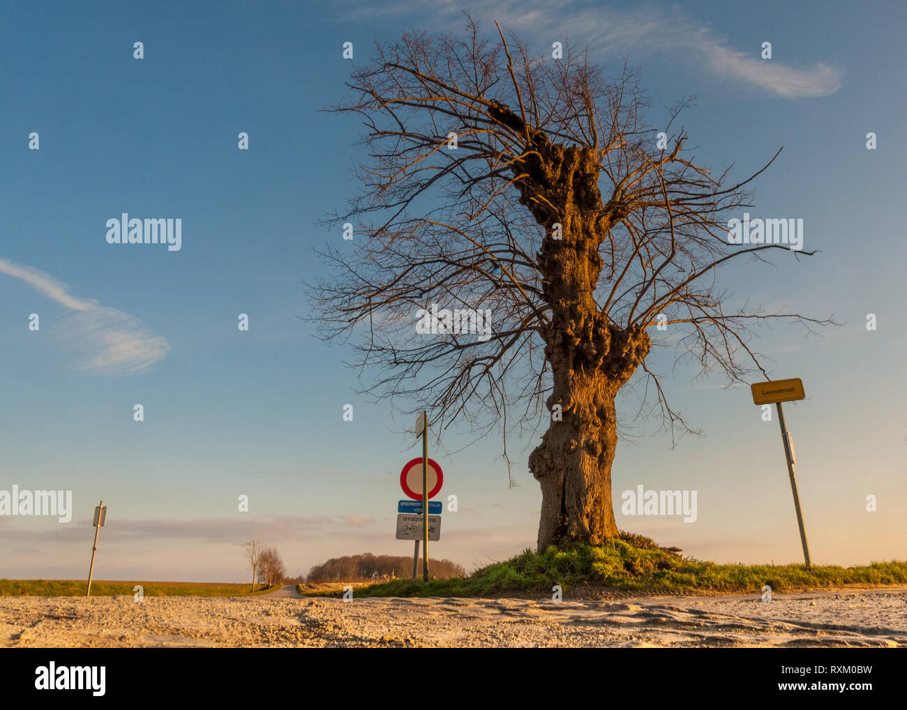 Low perspective shot of a tree Stock Photo - Alamy