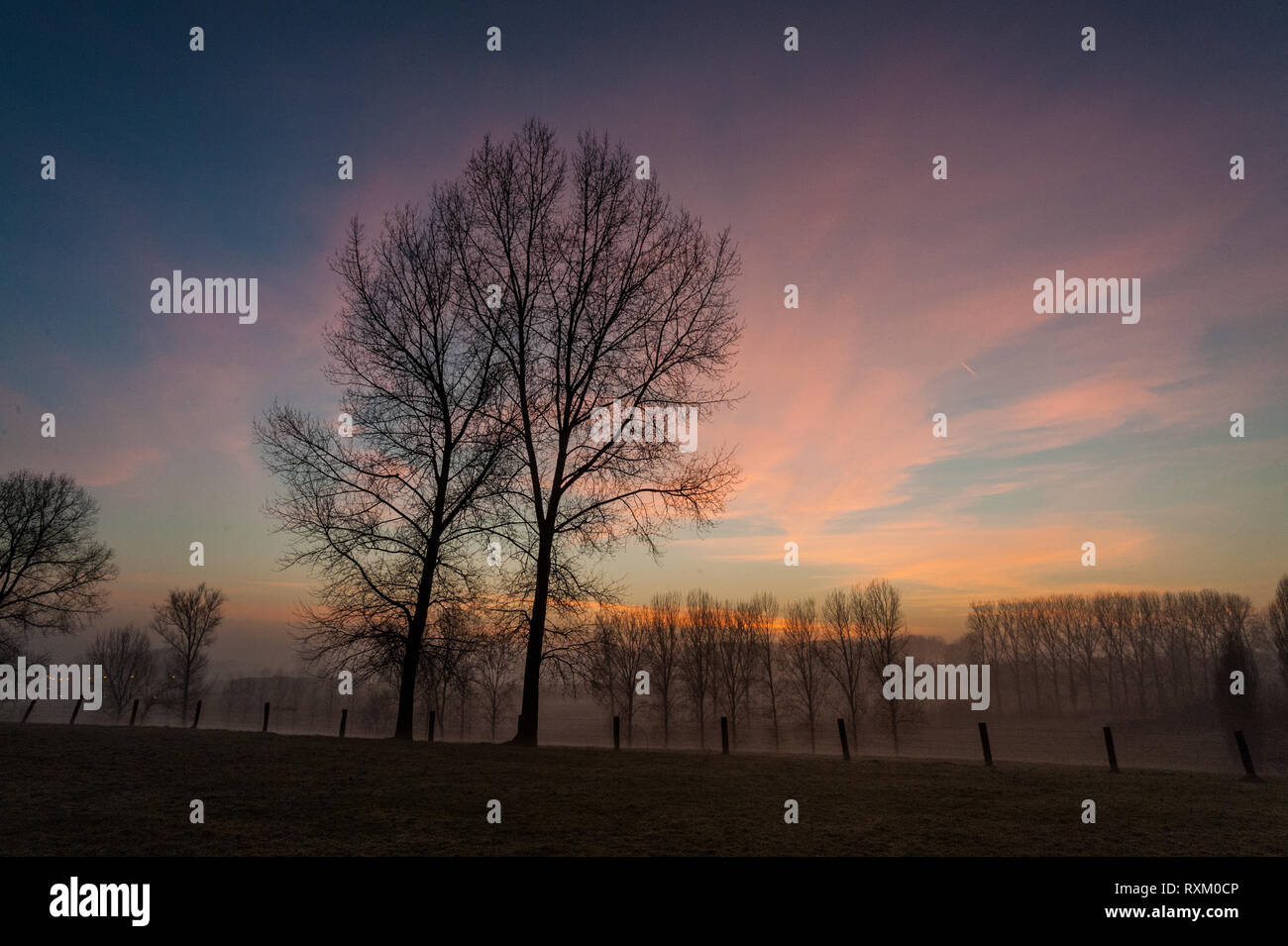 Trees in a misty landscape Stock Photo - Alamy