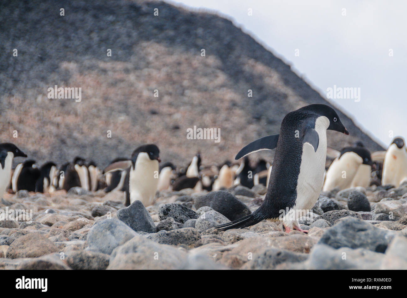 Penguins adelie colony iceberg background hi-res stock photography and ...